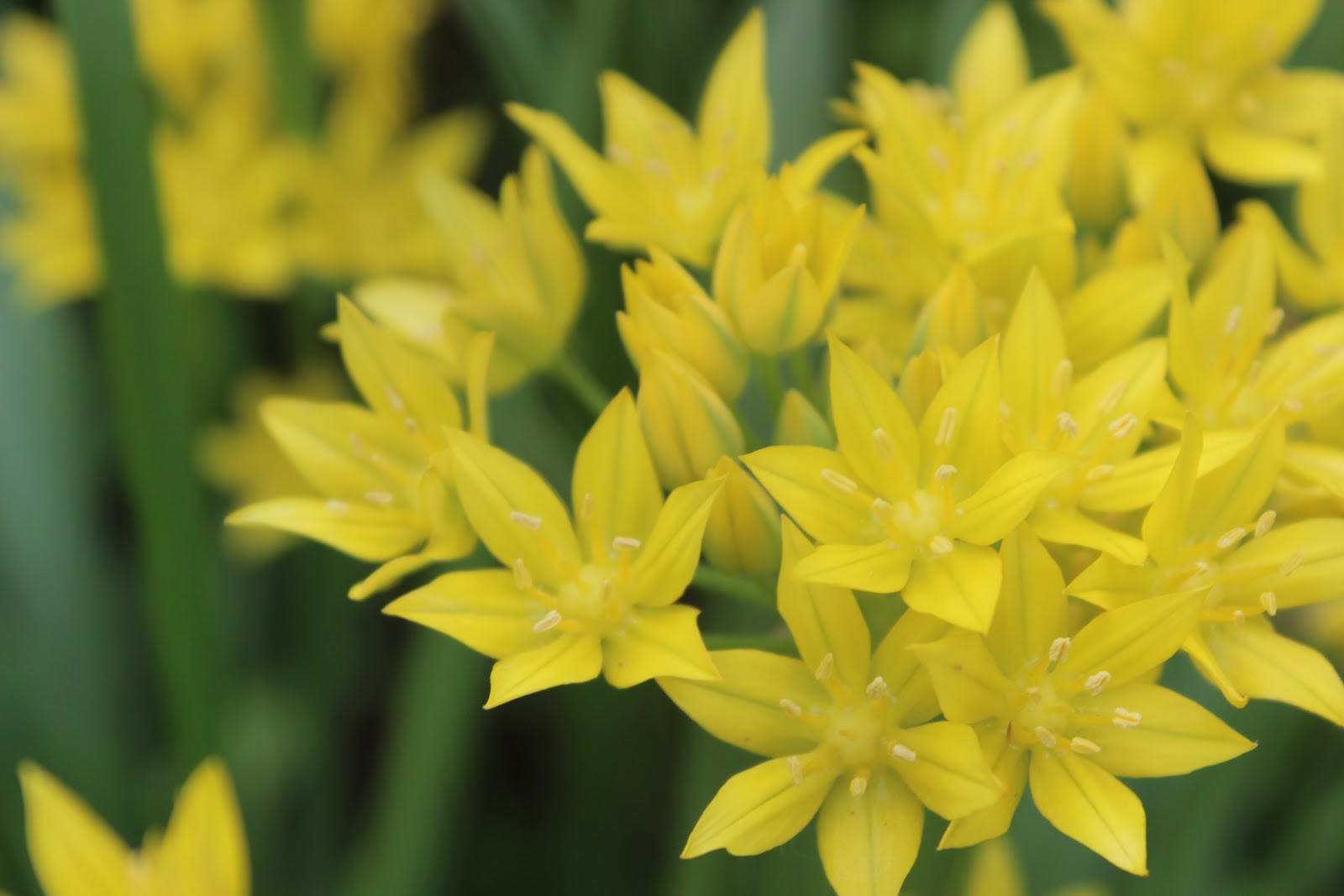 Allium Moly - Yellow Allium Flowers